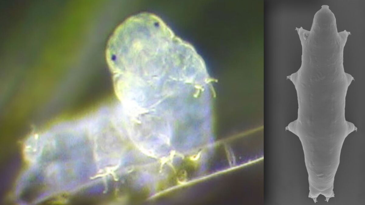Le tardigrade Macrobiotus shonaicus vient agrandir la famille de ces ...
