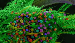 Voici à quoi ressemble vraiment le Bigfoot, selon cette archive ...