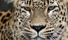 Léopard : répartition, alimentation… tout savoir sur ce grand félin à ...