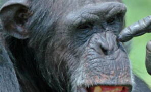 Record : voici le plus grand caca humain de l'histoire