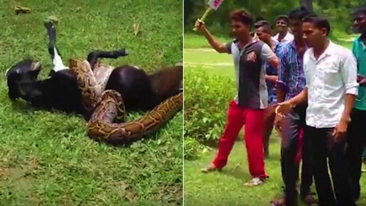 Quand des villageois défendent une chèvre attaquée par un python en Inde