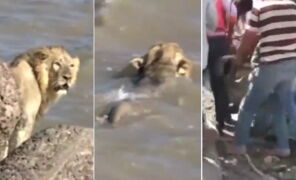 Rugissement du lion : comment le lion rugit-il