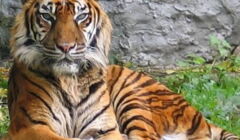 Le Tigre blanc, cette espèce de félin mutant que l’on ne trouve pas ...