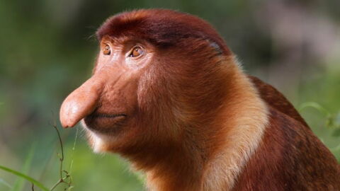 Pourquoi le singe nasique a-t-il un si gros nez ? À quoi lui sert-il