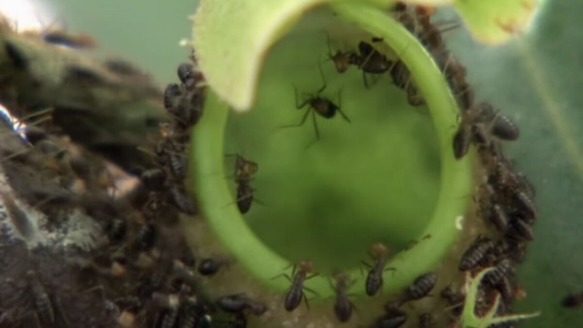 Observez cette plante carnivore engloutir des centaines d'insectes en ...