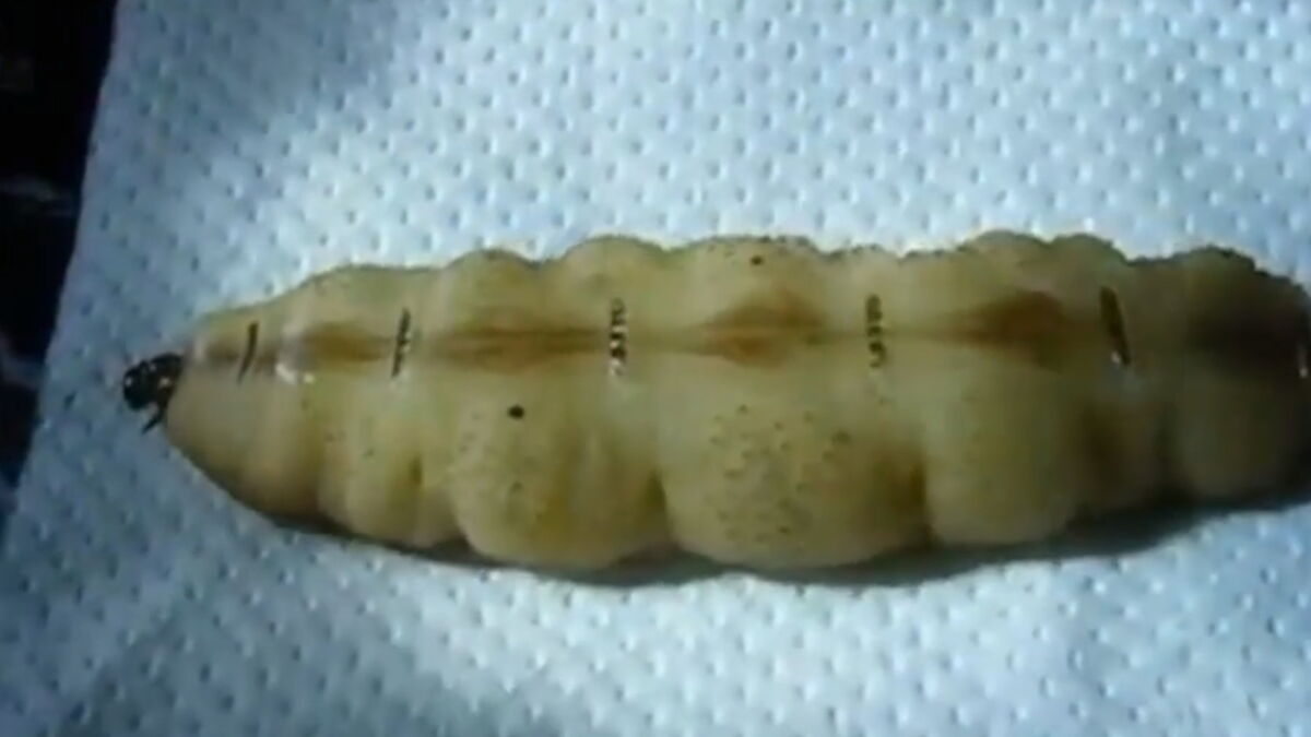 Voilà à quoi ressemble une reine termite