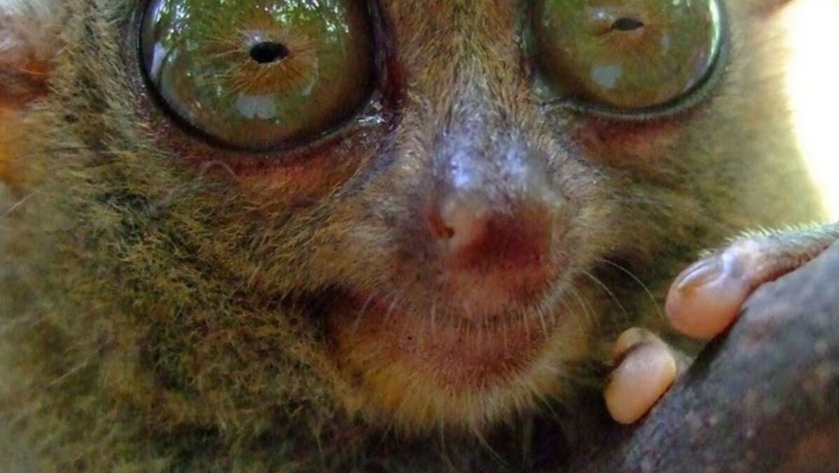 Les extraordinaires yeux de ces animaux vont vous hypnotiser