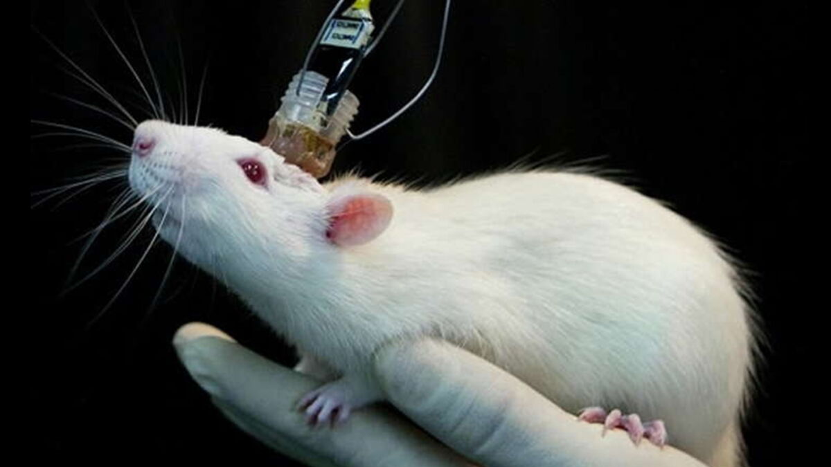 Des chercheurs ont créé des "rats cyborgs" contrôlables par la pensée