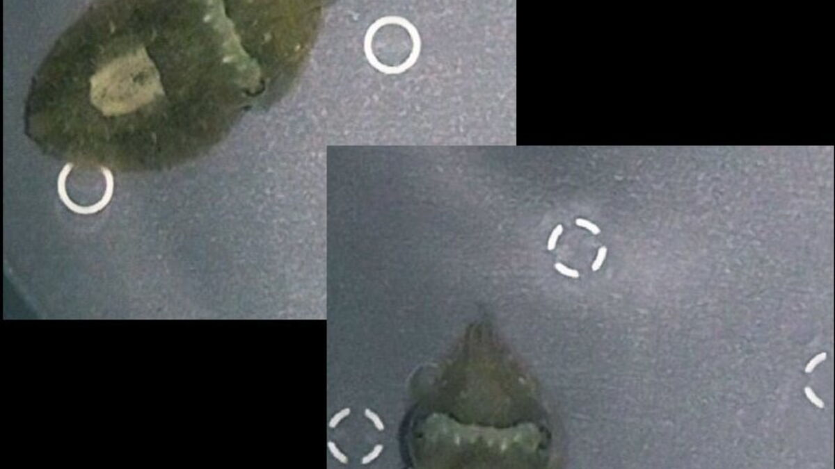 Les seiches, une vision remarquable pour un camouflage optimal