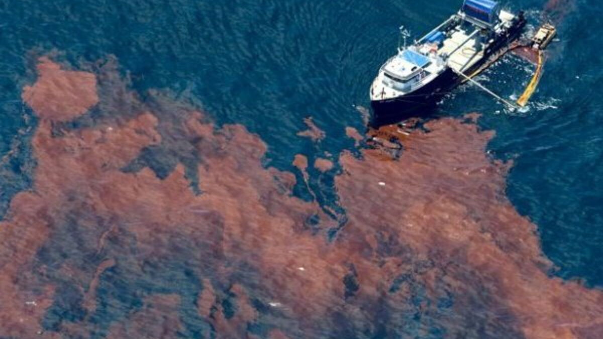 Golfe du Mexique : l'environnement souffre toujours de la marée noire