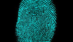 Découvrez le secret de la formation des empreintes digitales
