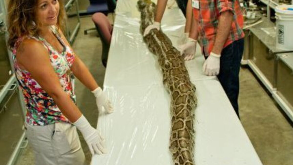 Floride : découverte d'un python de 5 mètres rempli de 87 œufs
