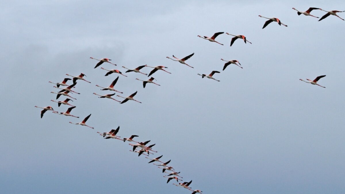 Des scientifiques percent le mystère du vol en V des ibis