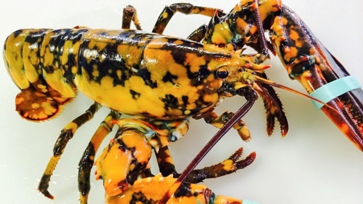Un homard calico "extrêmement rare" découvert aux Etats-Unis