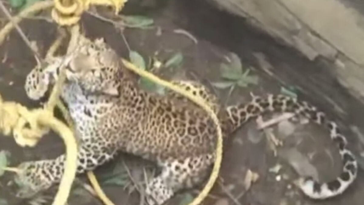 Un léopard découvert coincé au fond d'un puits en Inde