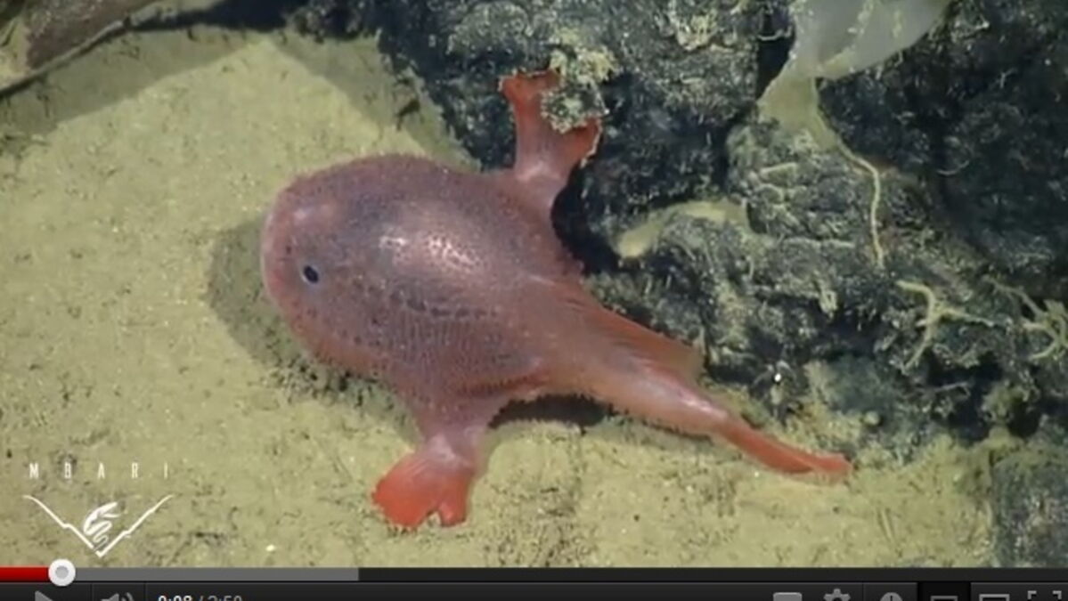 Video : un poisson des abysses filmé pour la première fois
