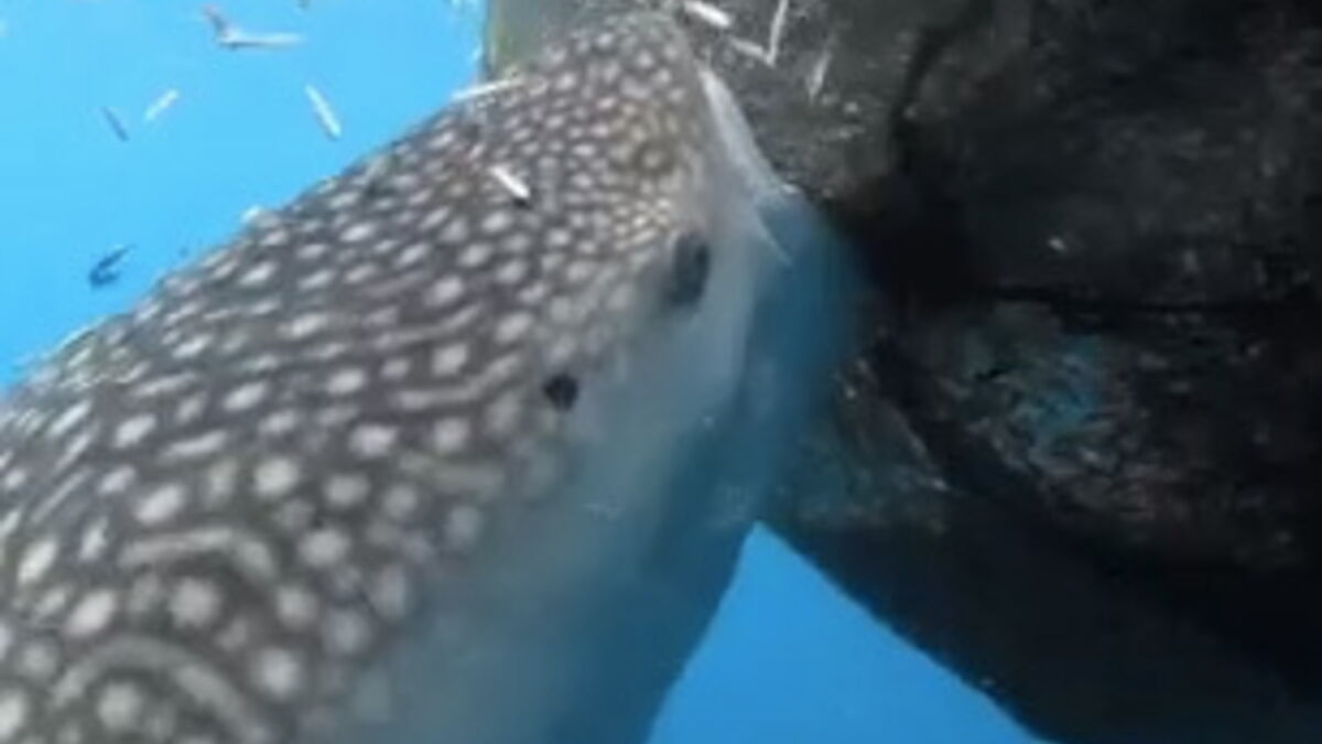 Un requin-baleine s'est trouvé un fast-food sous-marin