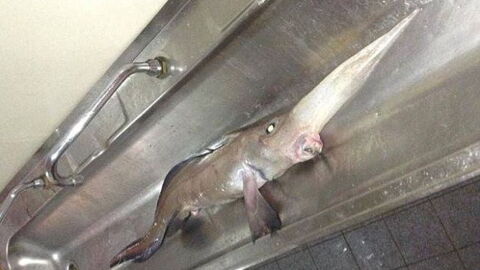 Découvrez le Macropinna, un étrange poisson des abysses à la tête ...