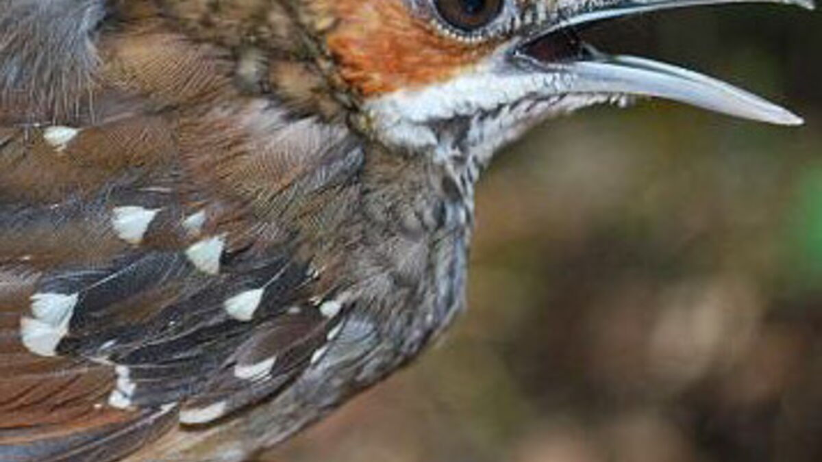 Une nouvelle espèce de passereau découverte aux Philippines