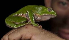 Ces 18 animaux méconnus à l'aspect étonnant pourraient disparaître ...