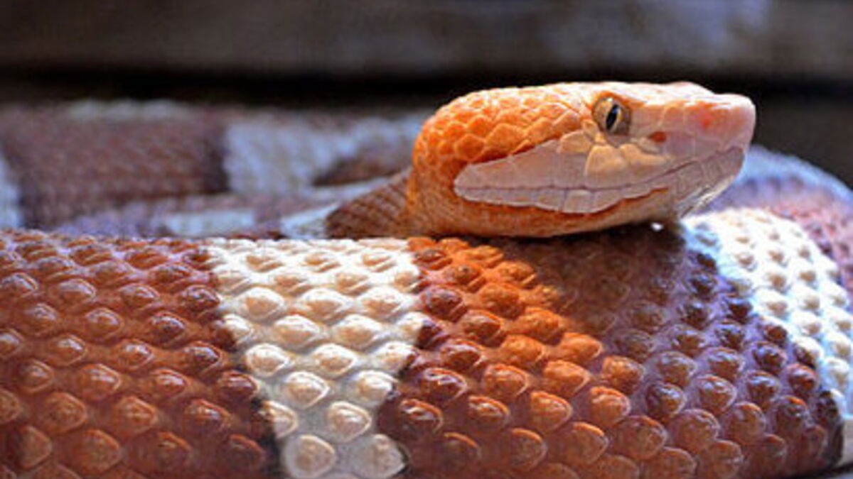 La parthénogenèse, la reproduction d'espèce sans mâle