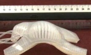 RoboBee, le plus petit drone jamais créé a la forme d'une mouche