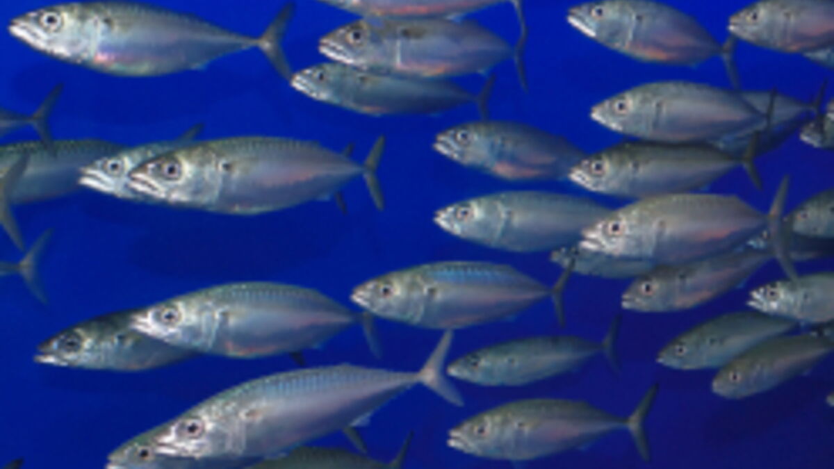 Dans 50 ans, les poissons seront plus petits et moins nombreux