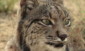 Caracal : 5 choses à savoir sur ce félin que l’on surnomme le « lynx du ...