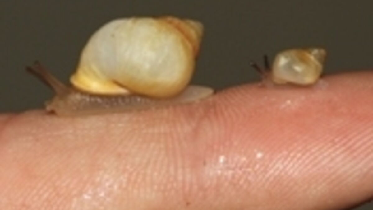 Des escargots à peine plus gros que des têtes d'épingle