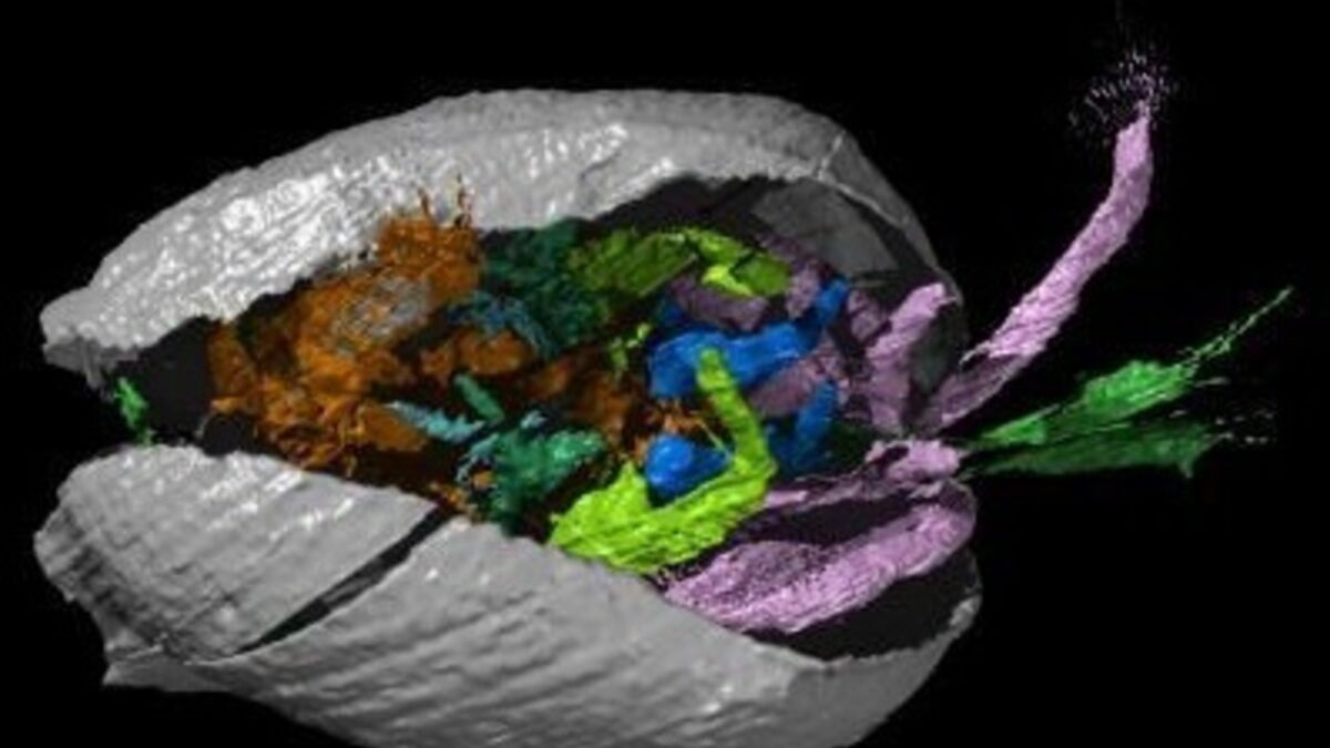 Découvertes de fossiles de crustacés Ostracode vieux de 425ma