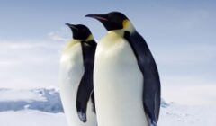 Pingouin : 6 faits surprenants à savoir sur cet adorable oiseau de mer