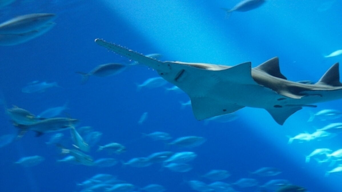 Des pêcheurs capturent un rare spécimen de poisson-scie