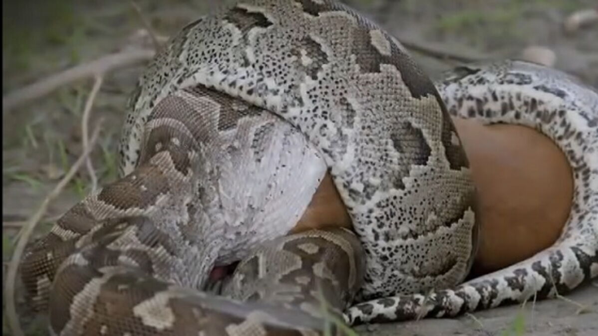 Un python engloutit un impala devant les caméras