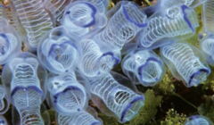 Le ''Bloop'', ce son mystérieux des abysses qui intrigue les chercheurs ...