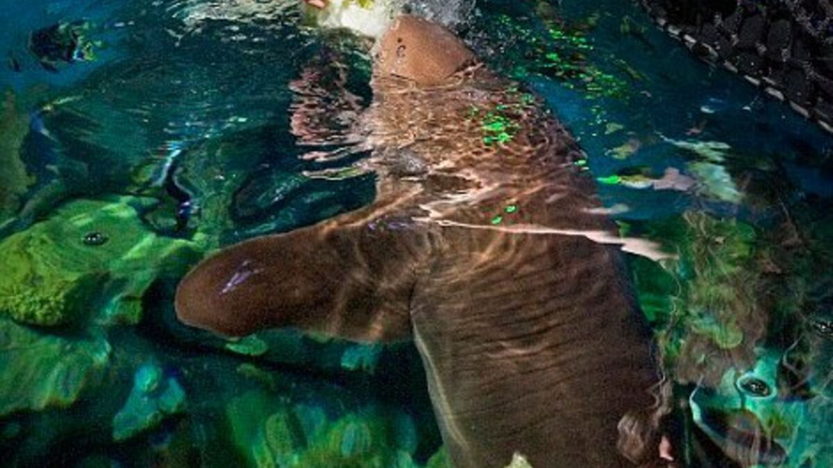 Unique : un requin qui devient végétarien