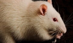 C'est quoi le Neuralink, cette technologie sur laquelle Elon Musk mise ...