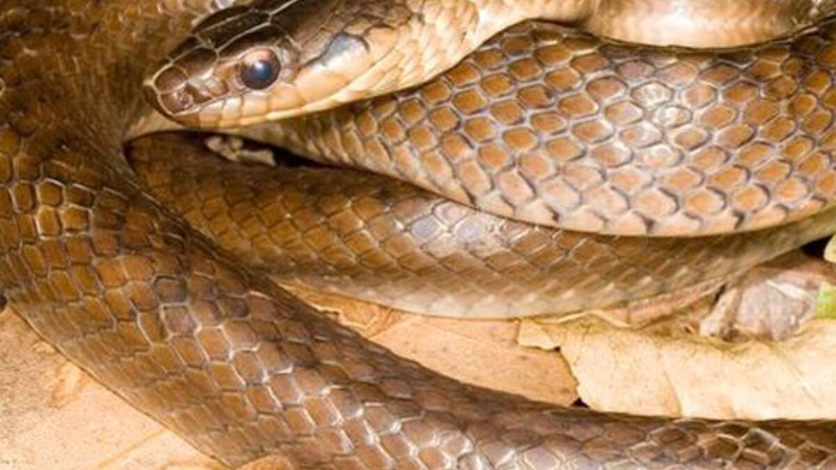 Photos : Le serpent le plus rare du monde, la couresse de Sainte-Lucie ...