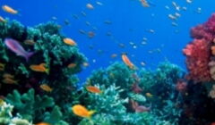 Le ''Bloop'', ce son mystérieux des abysses qui intrigue les chercheurs ...