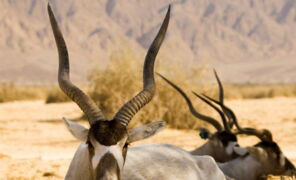 Ces 18 animaux méconnus à l'aspect étonnant pourraient disparaître ...