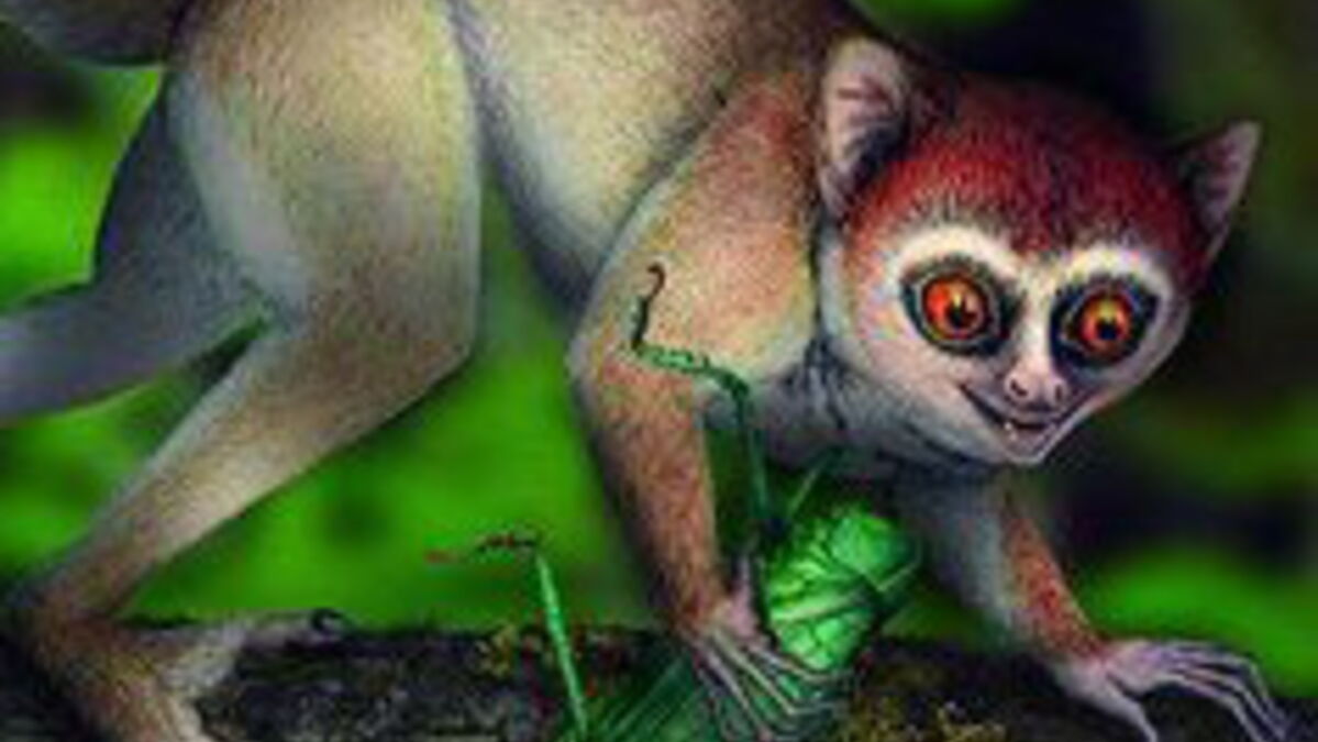 Découverte de l'Archicebus, le plus vieux primate connu à ce jour