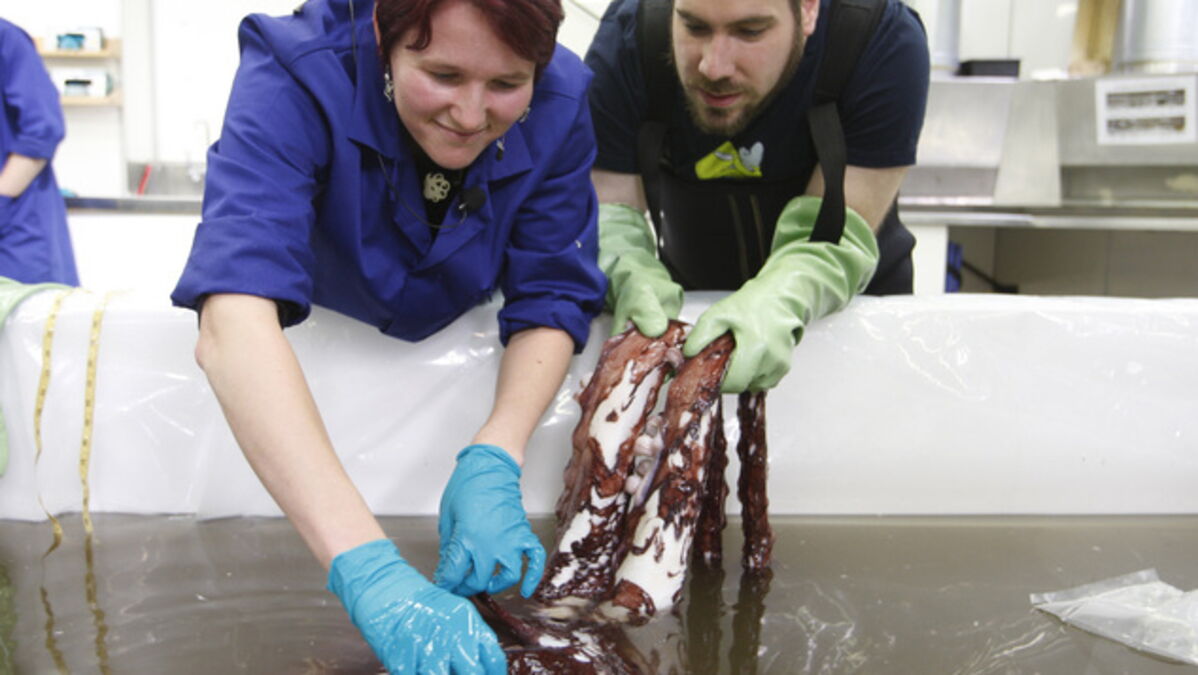 Un calmar colossal de 350 kg dévoile ses secrets aux scientifiques