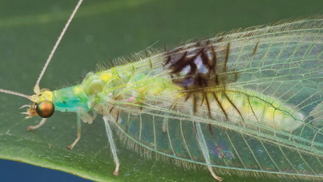 Une nouvelle espèce d'insecte découverte... sur Flickr