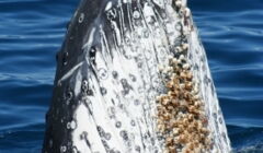 Voici le Pakicetus, l'ancêtre terrestre de la baleine