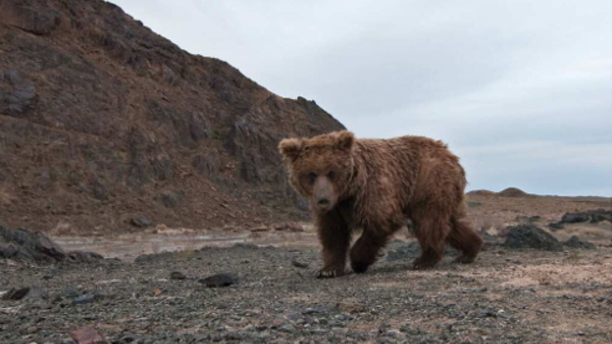 L'ours le plus rare de la planète peut-il être sauvé