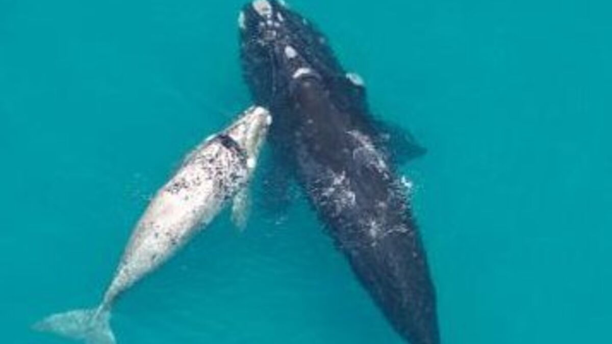 Un bébé baleine albinos photographié