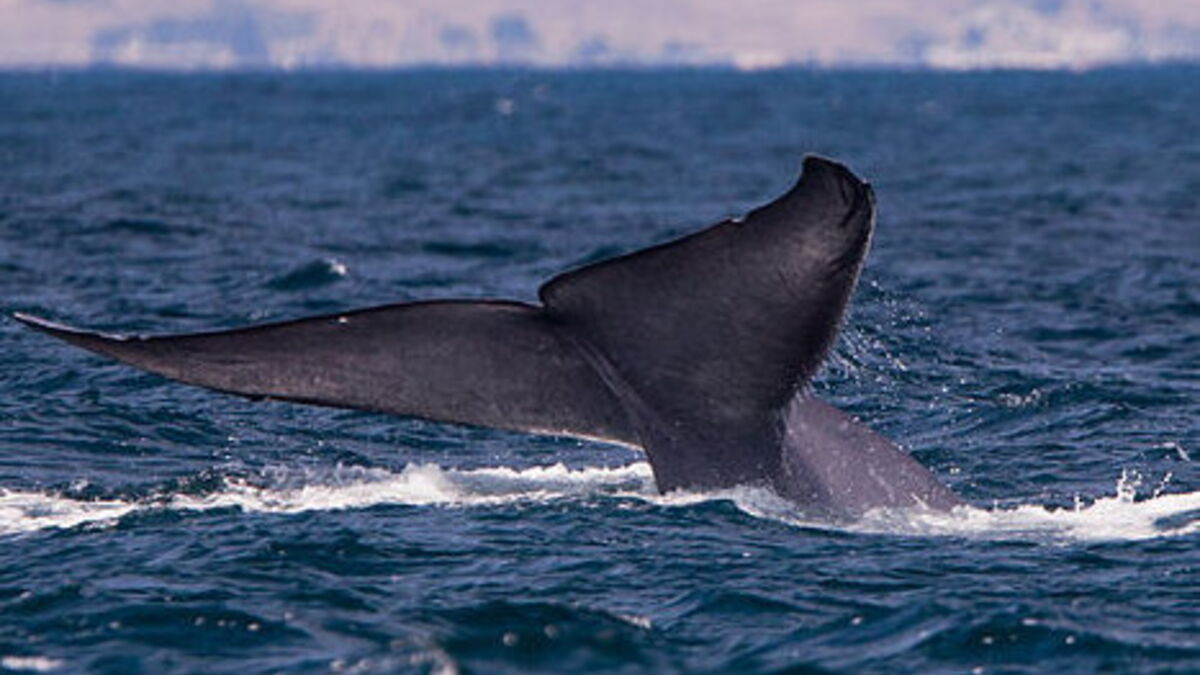 La baleine bleue se livre à une vraie gymnastique pour engouffrer le krill