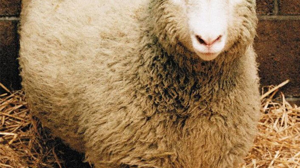 Clonage : Keith Campbell, l'un des pères de la brebis Dolly est mort