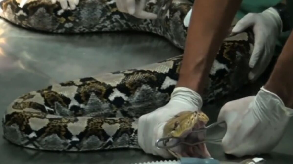 Des vétérinaires sauvent la vie d'un python de 5 mètres grâce à une ...