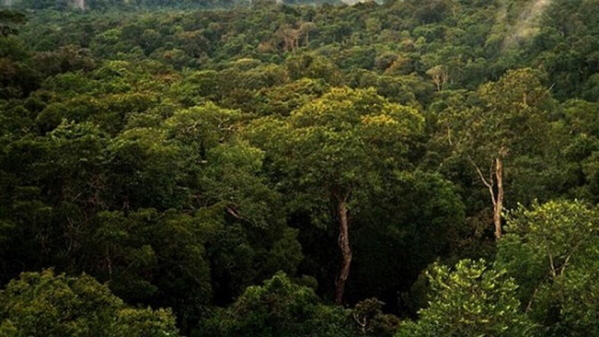 Amazonie : combien d'arbres la forêt amazonienne abrite t-elle
