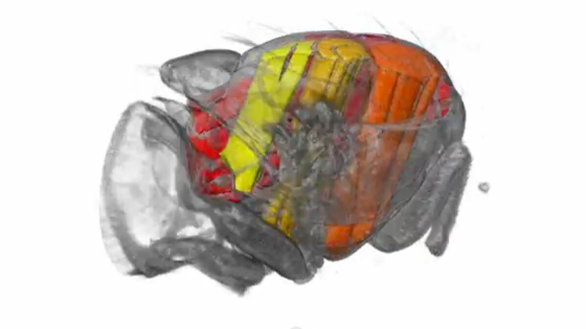 Comment les ailes des insectes fonctionnent-elles ? Gros plan en 3D